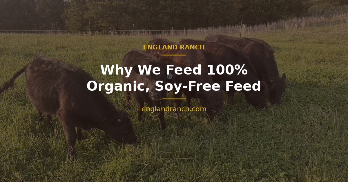 Why We Feed 100% Organic, Soy-Free Feed - England Ranch | Pasture ...
